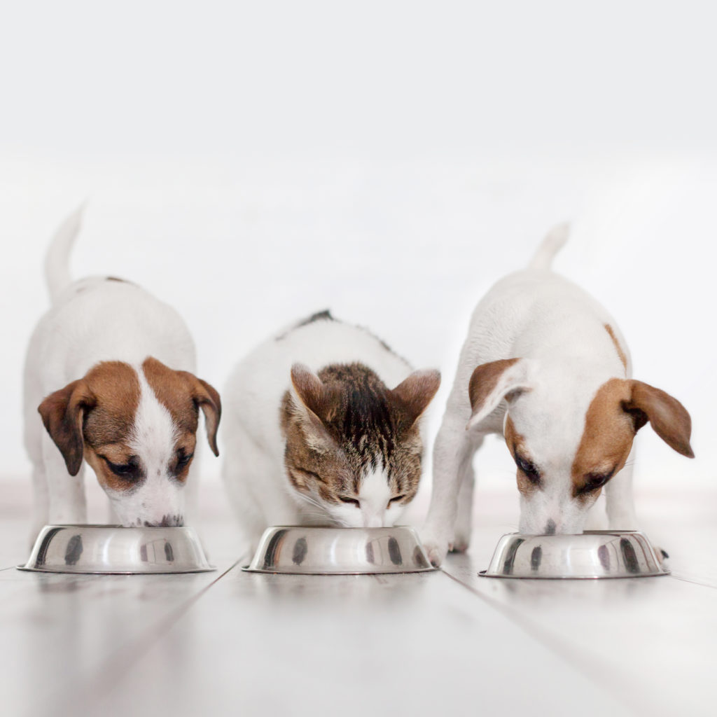 Pros and Cons of Feeding Your Pet a Raw Food Diet - SoftSpot®
