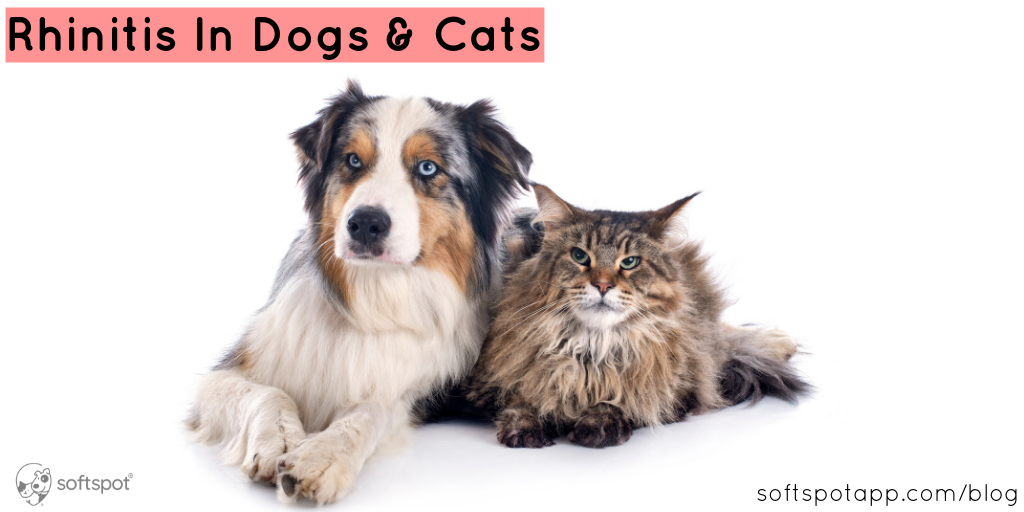 Rhinitis In Dogs & Cats - SoftSpot®